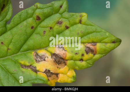 Target spot disease symptoms on tomato leaf Stock Photo - Alamy