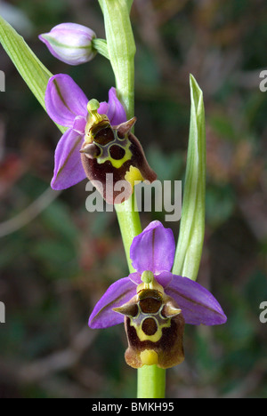 Wild Orchids of Crete Stock Photo - Alamy
