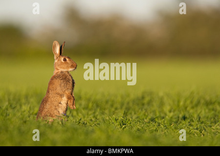 European Rabbit (Oryctolagus cuniculus) adult, with grey colouration ...