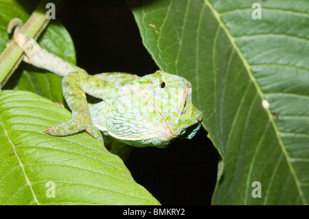 Madagascar, Toamasina. Spiny Giant Chameleon or Warty Chameleon ...