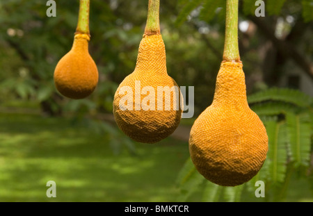 Africa; Malawi; Mangochi; Lake Malawi; Yellow Fruit at Club Makakola ...