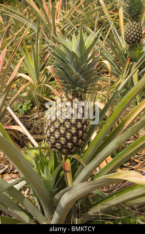 Africa; Malawi; Lake Malawi; Club Makakola; MV Sunbird on the Beach ...