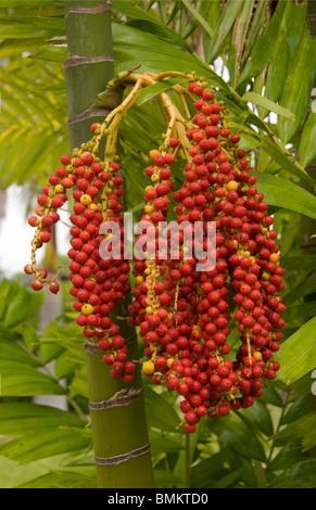 Africa; Malawi; Lake Malawi; Club Makakola; MV Sunbird on the Beach at ...