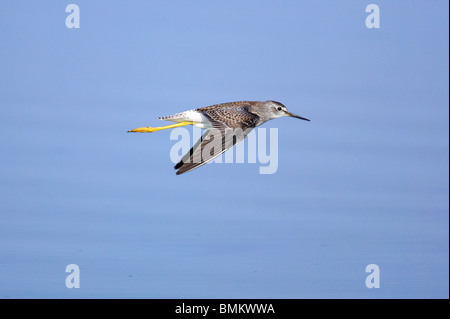 Lesser yellowlegs flight Stock Photo - Alamy