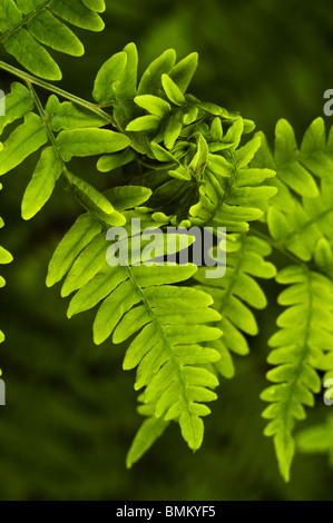 Close up of Bracken fern growing on a forest floor in Muskegon county ...