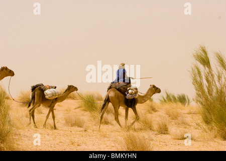 Mali, Timbuktu. Camels in the vicinity of Timbuktu Stock Photo - Alamy