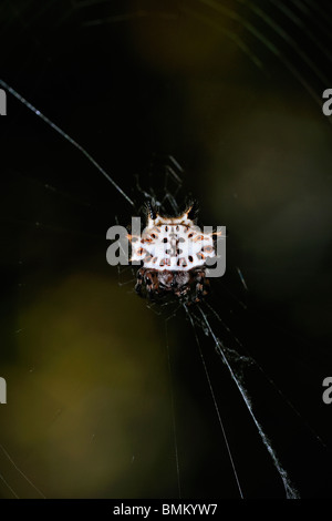 Spiny orb-weaver is a common name for Gasteracantha, a genus of spiders ...