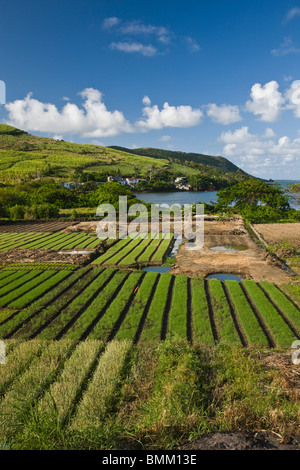 Mauritius, Southern Mauritius, Bambous Virieux, farm fields Stock Photo ...