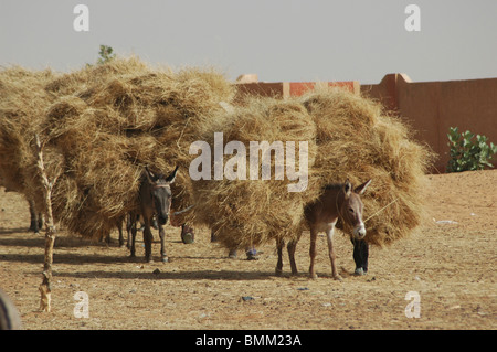 Donkey carrying heavy load of straw in Helmand Afghanistan Stock Photo ...