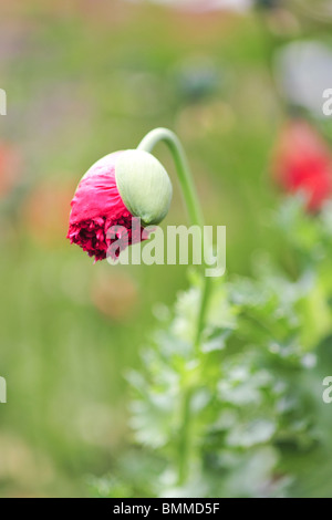 Red poppy blossom Stock Photo - Alamy