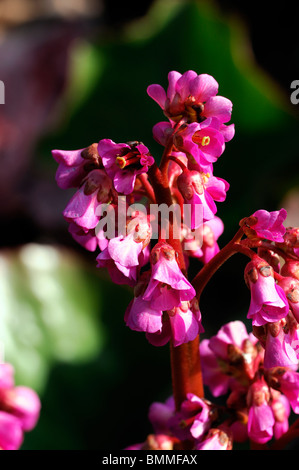 Bergenia red beauty Pink flowers Elephant's ears close-up macro bloom ...