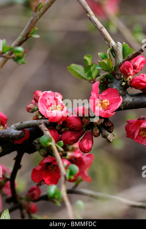 Chaenomeles speciosa "Cardinalis", Chaenomeles, Flower, Red, Quince ...