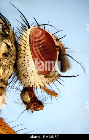 Extreme closeup of a fly's eye, side view. Common house fly, musca ...