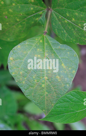 Pseudomonas phaseolicola Bean Halo Blight close up of leaf upper ...