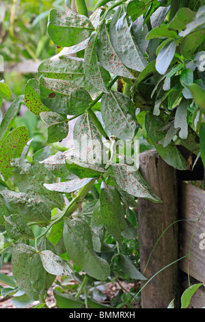 Broad bean plant with Chocolate spot disease on the foliage, a fungal ...
