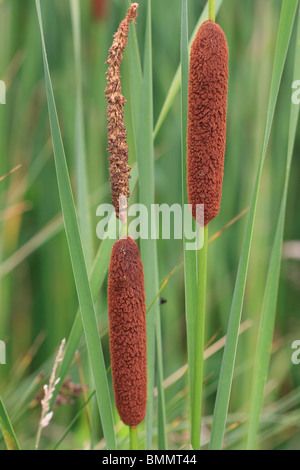 LESSER REEDMACE Typha angustifolia PLANTS IN FLOWER Stock Photo - Alamy