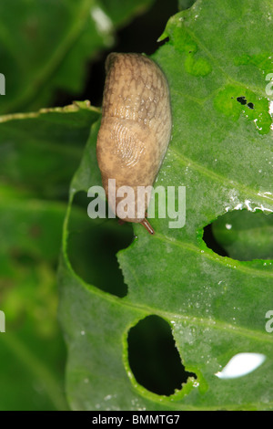 Slug and cabbage Stock Photo - Alamy