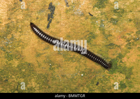 BLACK MILLIPEDE (Cylindroiulus londinensis) FEEDING ON FENCE POST AT ...