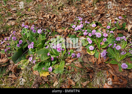 Primrose (Primula vulgaris Marie crousse) close up of double flower ...