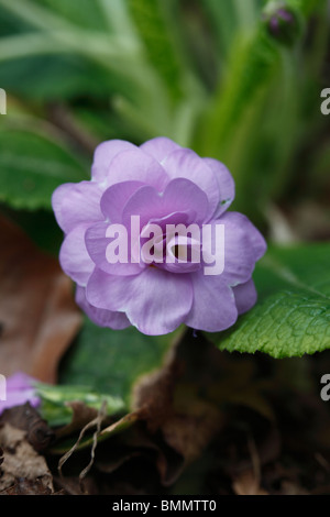 Primrose (Primula vulgaris Marie crousse) close up of double flower ...