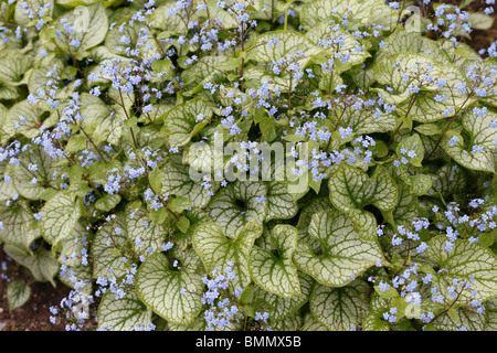 Brunnera macrophylla plant in flower Stock Photo - Alamy