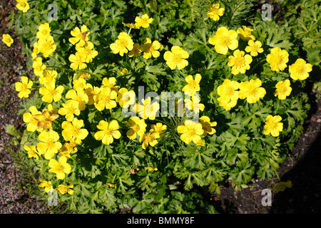 Trollius acaulis plants in flower Stock Photo - Alamy