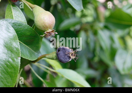 pear midge (Contarinia pyrivora) fruitlet with external signs of attack ...