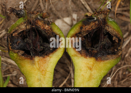 pear midge (Contarinia pyrivora) fruitlet with external signs of attack ...