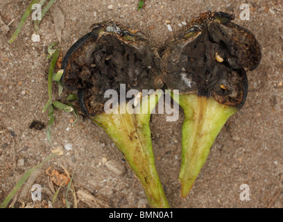 pear midge (Contarinia pyrivora) fruitlet with external signs of attack ...