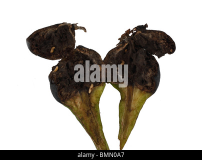 pear midge (Contarinia pyrivora) fruitlet with external signs of attack ...