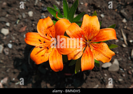 LILIUM ORANGE PIXIE Stock Photo - Alamy