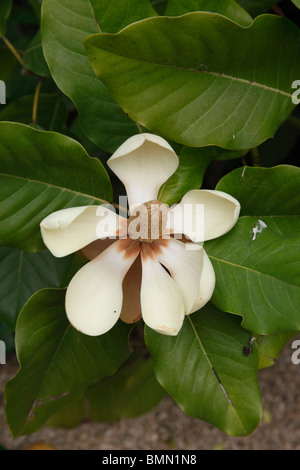 Magnolia delavayi with flower Stock Photo - Alamy