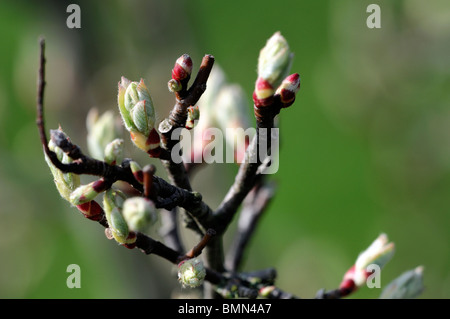 amelanchier alnifolia saskatoon berry serviceberry sarvisberry ...