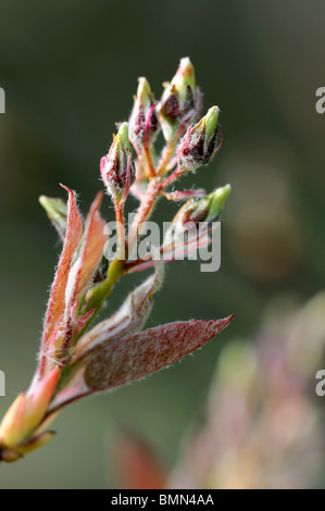 Amelanchier canadensis Canadian serviceberry Juneberry Shadblow ...