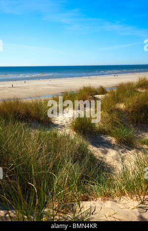 Dunes and plants on the North Sea Coast Stock Photo - Alamy