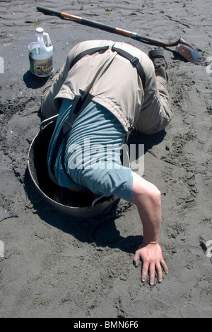 Geoduck clam digging on Washinton State's Puget Sound during a minus 3 ...