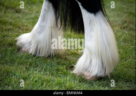 Shire Horse hoof Stock Photo - Alamy