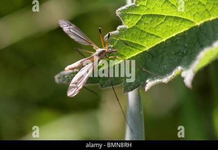 Cranefly, Daddy Long Legs, Tipula paludosa, Stockbury Woodlands, Kent ...