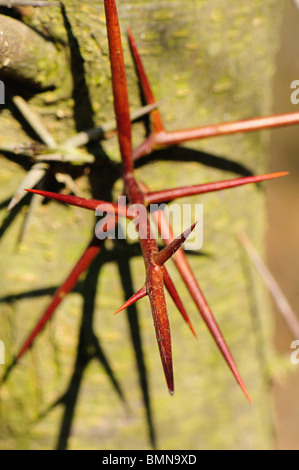 Honey locust spikes Stock Photo - Alamy