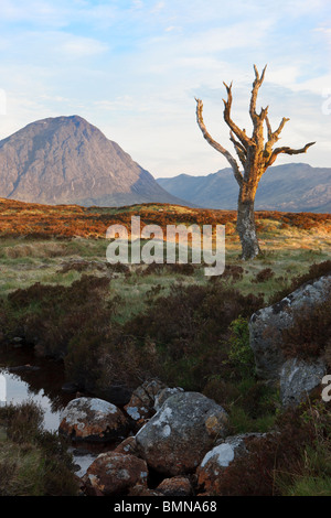 Lone tree Rannoch Stock Photo - Alamy