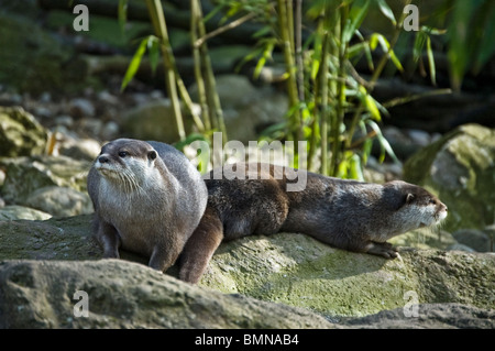 Otters at London Zoo Stock Photo - Alamy