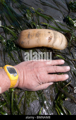 Geoduck clam digging on Washinton State's Puget Sound during a minus ...