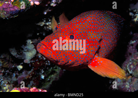 Coral cod, Cephalopholis miniata, Fiji, Pacific Ocean Stock Photo - Alamy