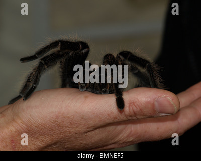 tarantula in a hand Stock Photo - Alamy