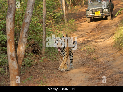 Flehmen response of a male Tiger. Picture taken in Bandhavgarh National ...
