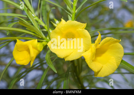 Lucky Nut, Yellow Oleander, Mexican Oleander, Be-Still, Bestill ...