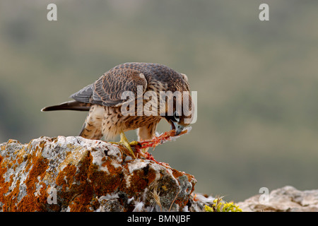 Young peregrine falcon feeding. Falco peregrinus brokei Stock Photo - Alamy