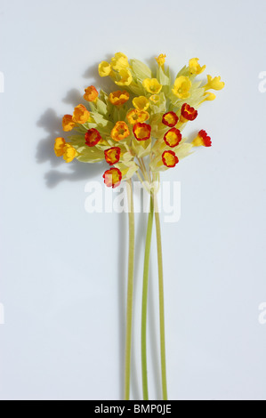 a bunch of wild primroses Stock Photo - Alamy