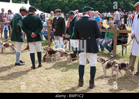 Holme Valley Beagles being judged at Honley Show, Farnley Tyas ...
