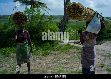 African women carrying and chewing sugar cane poles in Tofo, Mozambique ...